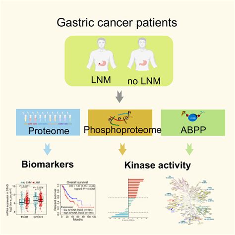 Molecular Oncology Vol No