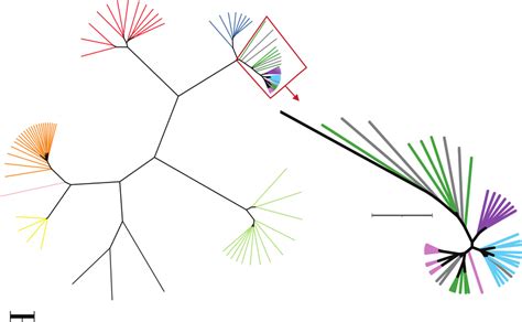 phylogenetic tree using upgma hierarchical clustering of the complete