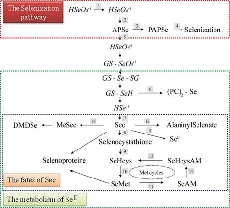 Diagram Of Plant Selenium Metabolism Numbers Denote Known Enzymes 1 Download Scientific