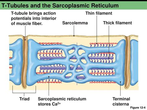 Sarcoplasmic Reticulum Anatomy Definition Twnvp
