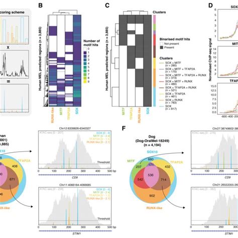 Positional Specificity Of Sox10 And Tfap2a In Mel Melanoma Enhancers