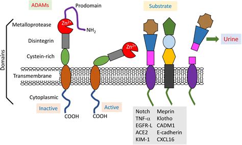 Frontiers Renal Adam10 And 17 Their Physiological And Medical Meanings