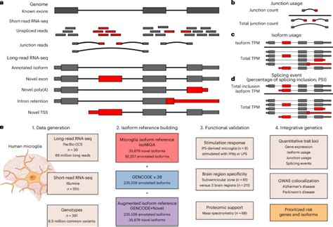 Long Read Rna Sequencing Atlas Of Human Microglia Isoforms Elucidates