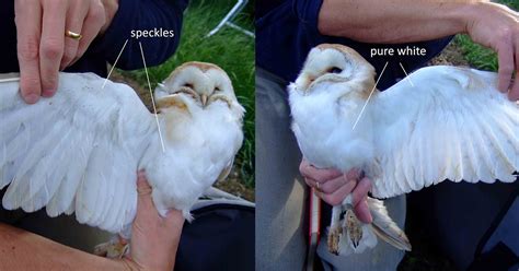 South Notts Ringing Group Barn Owls Again