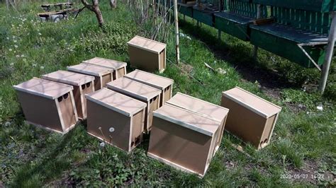 Оголошення Бджолопакети🐝куплю продам 🇺🇦