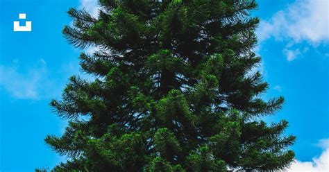 푸른 소나무 아래 푸른 소나무 푸른 흰 구름 낀 하늘 사진 Unsplash의 무료 파랑 이미지