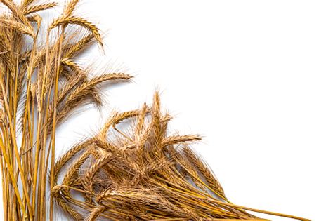 스파이크 뷰입니다 전체 보리 수확 밀 콩나물 밀 곡물 귀 또는 호밀 스파이크 식물 흰색 배경에 고립 시리얼 빵 가루에 대 한 풍부한 수확 개념 건조한에 대한 스톡 사진 및