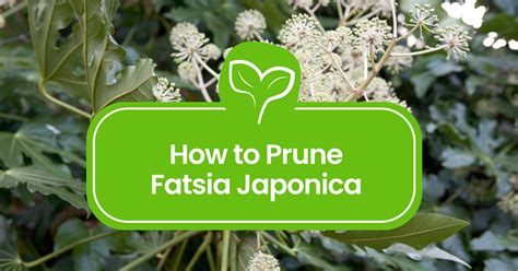 Euonymus Pruning 101 Essential Tips Plantilio