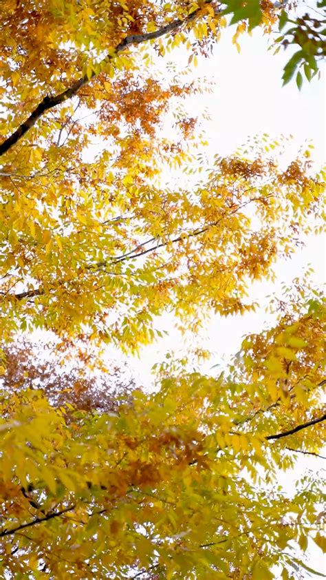 가을날 따스한 햇살이 비치는 단풍길🍁 ⠀ 📍수리동~중앙도서관~궁내동거리 ⠀ 나뭇잎 사이로 내리쬐는 따스한 햇살을 느끼며🌞 산책로를 따라 한바퀴 돌아보세용☺ ⠀ 군포