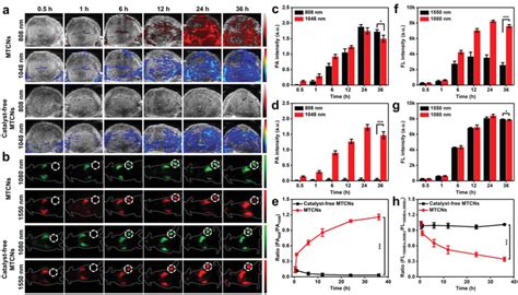 In Vivo Visualization Of Tumoral H2o2 Via Ratiometric Nir‐ii Flpa Download Scientific Diagram