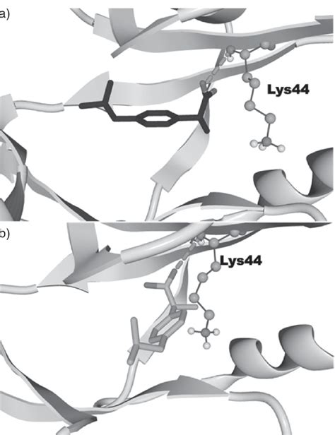 Depiction Of The Binding Mode Into The Atp Bs Of Ibuprofen Enantiomers
