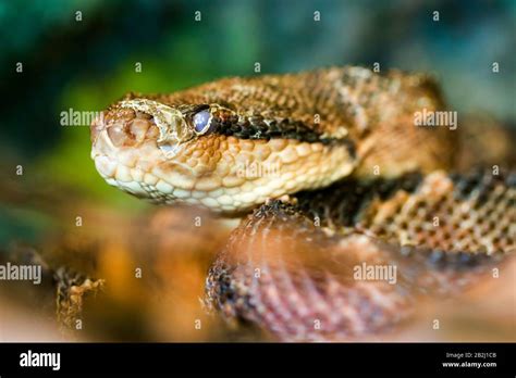 Bothrops Atrox Shot From The Ground Level Shallow Depth Of Field The