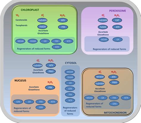 Figure 2 From ROS Related Redox Regulation And Signaling In Plants Semantic Scholar