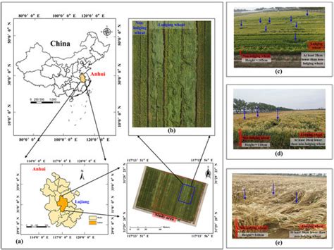 sensors free full text accurate wheat lodging extraction from multi