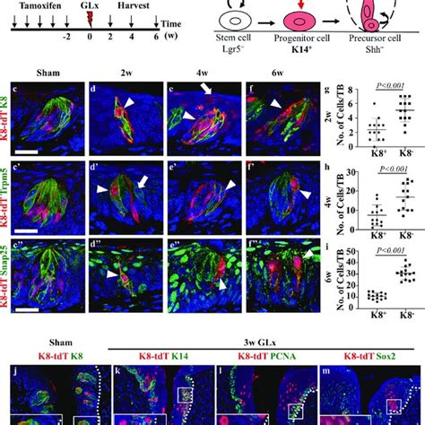 The Mature Taste Receptor Expressing K8 Dedifferentiates Into Download Scientific Diagram