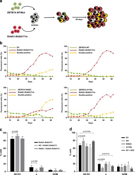Zbtb7a Prevents Runx1 Runx1t1tr Dependent Clonal Expansion Of Hcd34