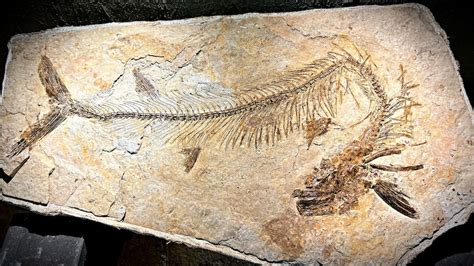 Remarkable Find Richmond Reveals Australias Most Intact Cooyoo