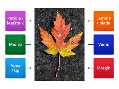 Parts Of A Leaf Labelled Diagram