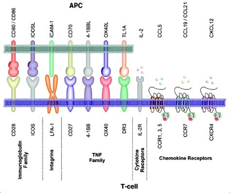 Cd28 Co Signaling In The Adaptive Immune Response Pmc