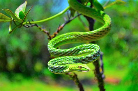 9 Gorgeous Snake Species Around The World