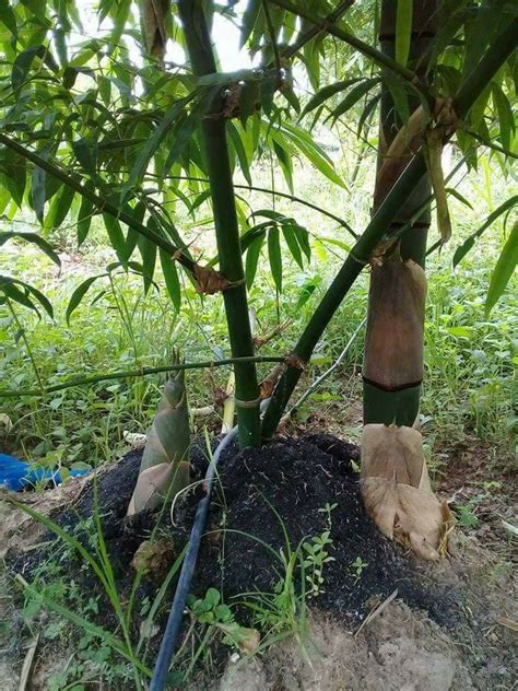 สวนไผ่กิมซุ่ง สวนไผ่กิมซุ่ง ฟักข้าว มะนาวแป้น เชียงแสน