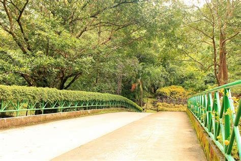 Pedestrian Bridge Surrounded By Trees Stock Photo At Vecteezy