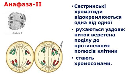 Збереження та реалізація спадкової інформації. Мейоз.рекомбінація ДНК ...