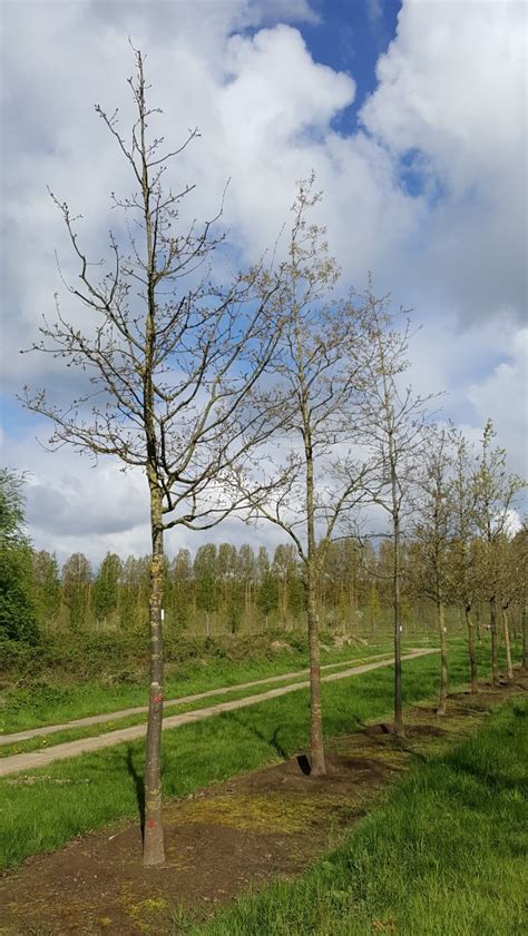 Quercus Canariensis Quercus Canariensis Van Den Berk Nurseries