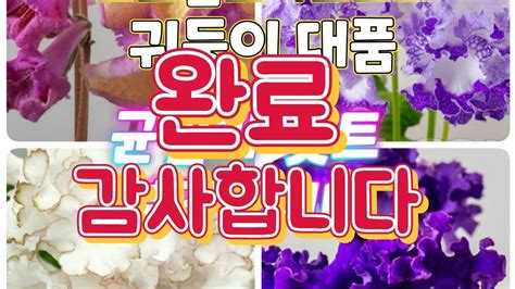 완료 감사합니다 20241016일 스트랩토카르프스 귀둥이 대품 분양합니다 Youtube