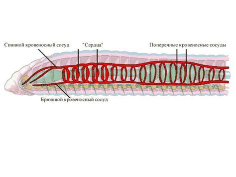 Тип Кольчатые черви презентация онлайн