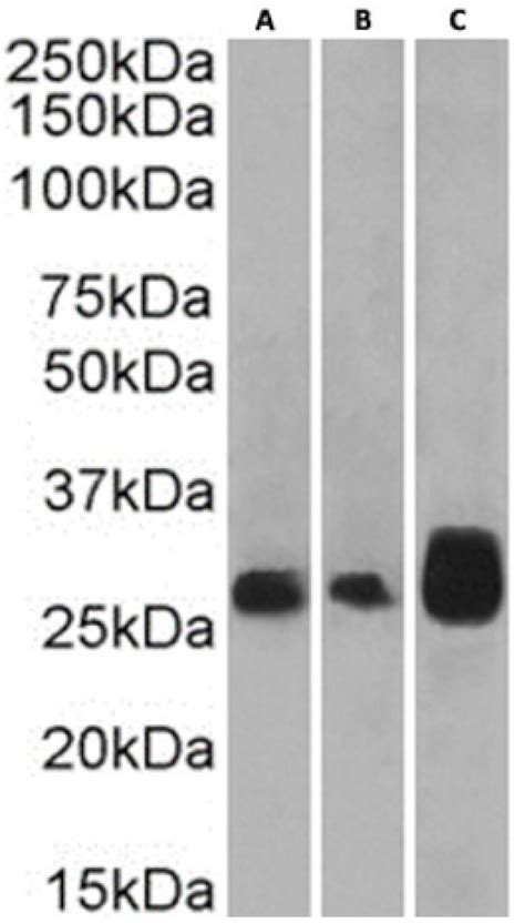 Cd137 Chimeric Recombinant Monoclonal Antibody 4b4 1 1 Ma5 48323
