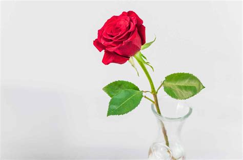 Rose Care 5 Steps To Keeping Roses Fresh Longer Flowershop Ae