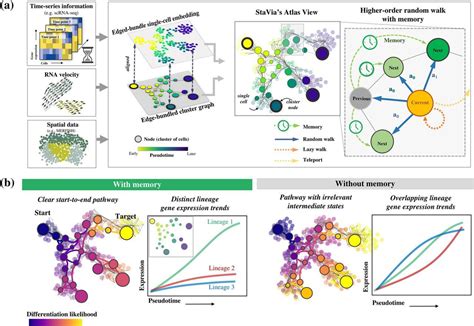 Advanced Computational Tool Reveals Cellular Development Processes