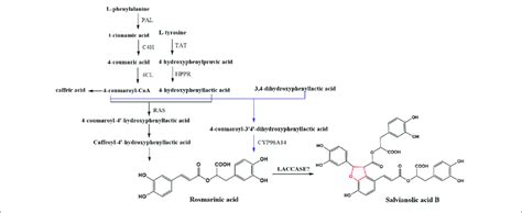 Scheme Of The General Biosynthetic Pathway Of SAB In S Miltiorrhiza