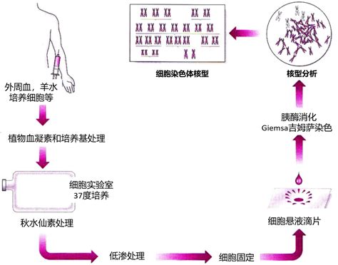 科学网—细胞染色体核型分析的必要性 黄理的博文