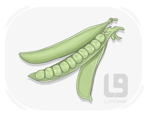 Definition And Meaning Of Pea In English Picture Dictionary