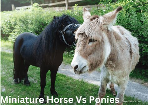 Whats A Mini Horse