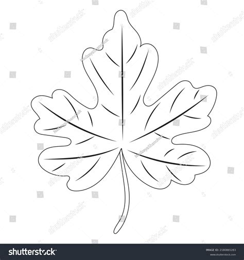 Tree Leaf Sketch On White Background Stock Vector Royalty Free