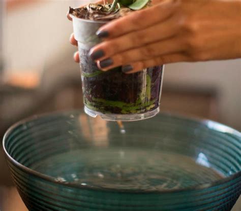 Орхидея Камбрия описание уход в домашних условиях виды