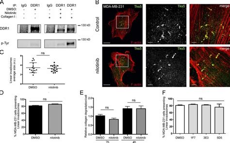 Ddr1 Kinase Activity Is Not Necessary For Linear Invadosome Formation Download Scientific