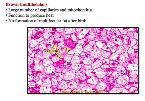 Adipose Tissue Histology Flashcards Quizlet