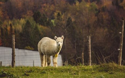 Integrating Llama 32 Ai With Amazon Sagemaker