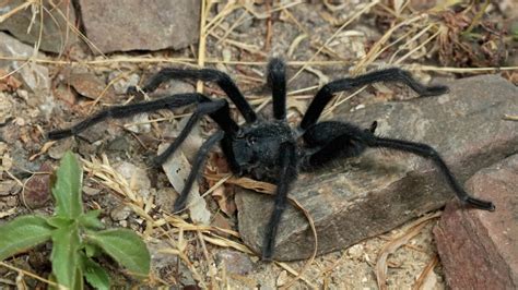 Record Setting Tarantulas Boast Longest Sex Organs To Avoid Getting