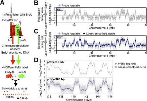 Genome Wide Analysis Of Replication Timing In Mescs A Protocol For