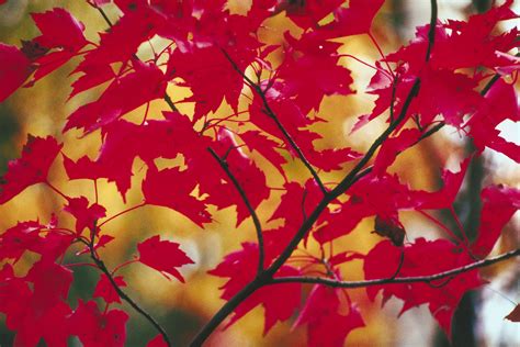 Red Maple Tree Facts Sciencing