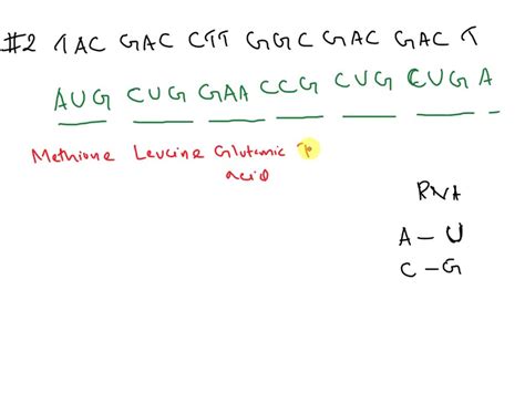 SOLVED Texts Mutated DNA Sequence Circle The Change What S The MRNA Sequence