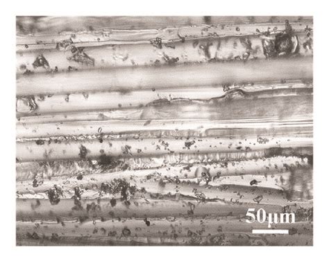 Micrographs Of The Longitudinal Section ×50 Of The Unstressed