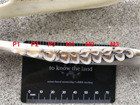 How To Age A White Tailed Deer By Looking At The Teeth Pt 1 Younger