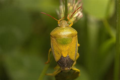Stink Bug Insect Free Photo On Pixabay Pixabay