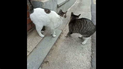 혹독한 겨울을 이겨낸 하트와 엄마고양이 Youtube